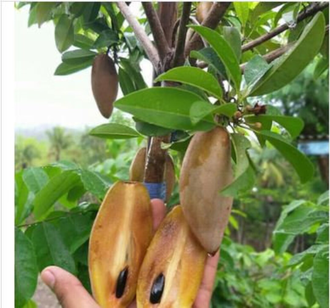 Long Chiku or Sapodilla Tree, Grafted, One of the Best Sapodellia in ...