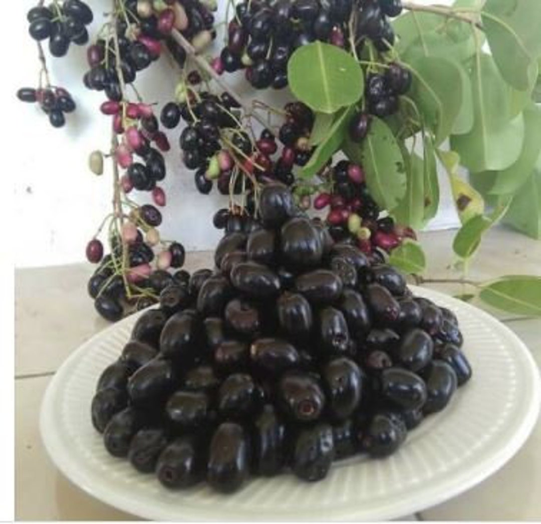 Indian Fruit Jamun Berry Tree 2 Years Old Tree Ready to Fruit - Etsy