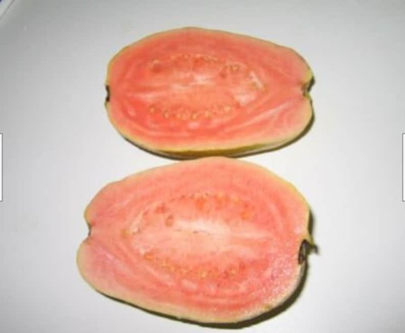 Giant Indian Pink Guava Extremely Rare Fruit Weighs 2 Pounds - Etsy