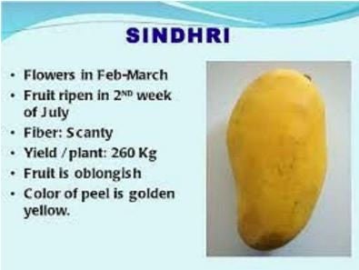 Indian Pakstani Mango Tree Sindhri Mango Grafted the Best Mango in the ...