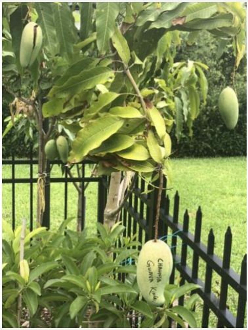 Indian Pakstani Mango Tree Chaunsa Mango Grafted the Best - Etsy