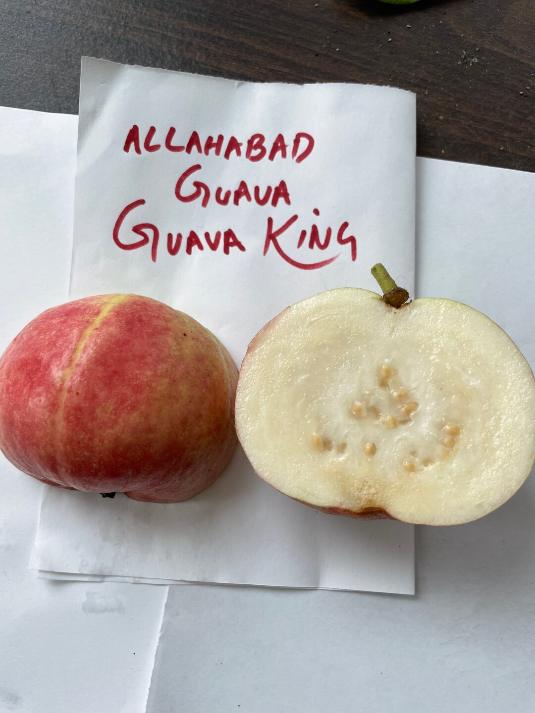 Dwarf Allahabad Indian Red Guava Tree Extremely Sweet and Fragrant New ...