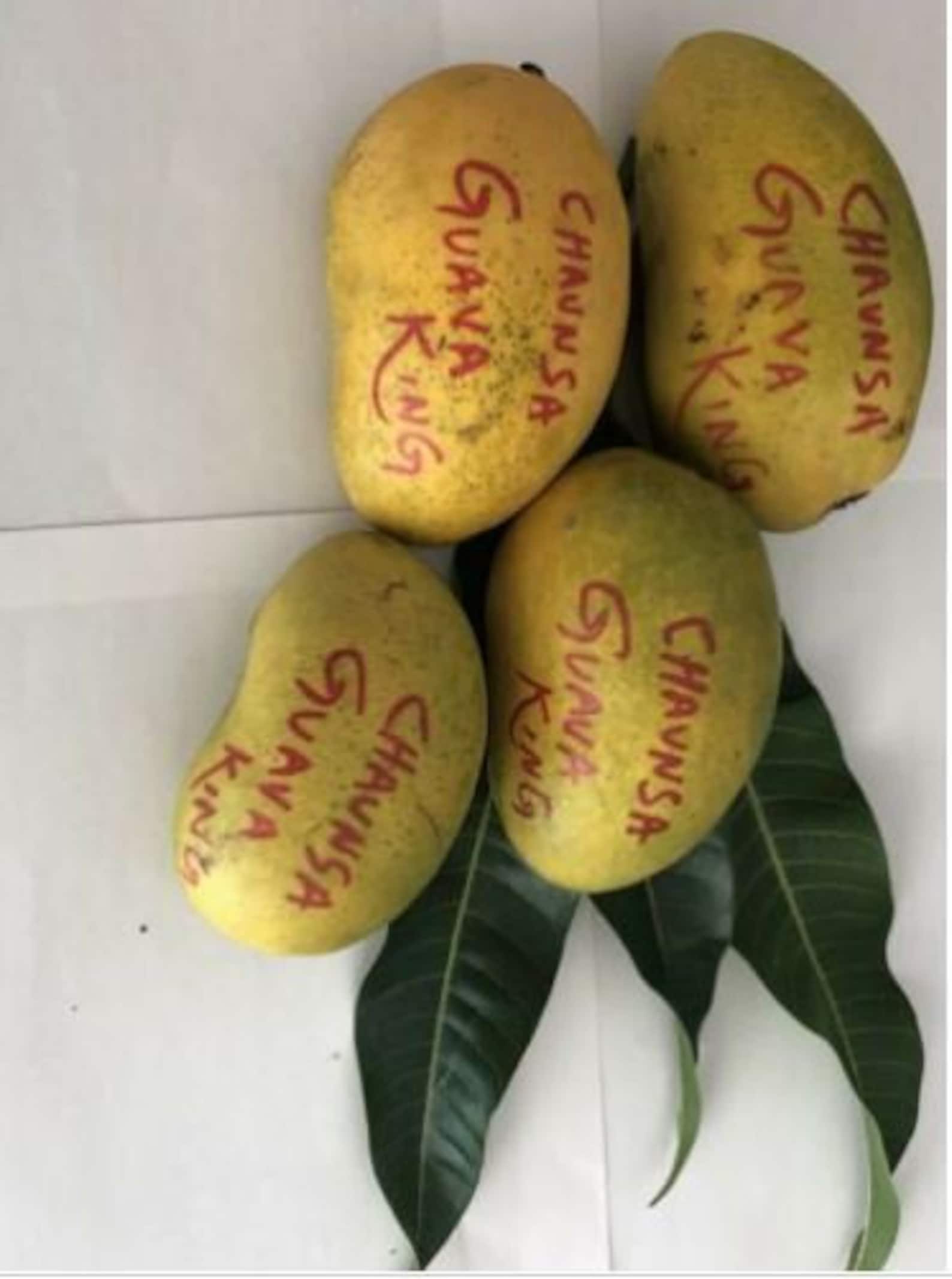 Indian Pakstani Mango Tree Chaunsa Mango Grafted the Best Mango in the ...