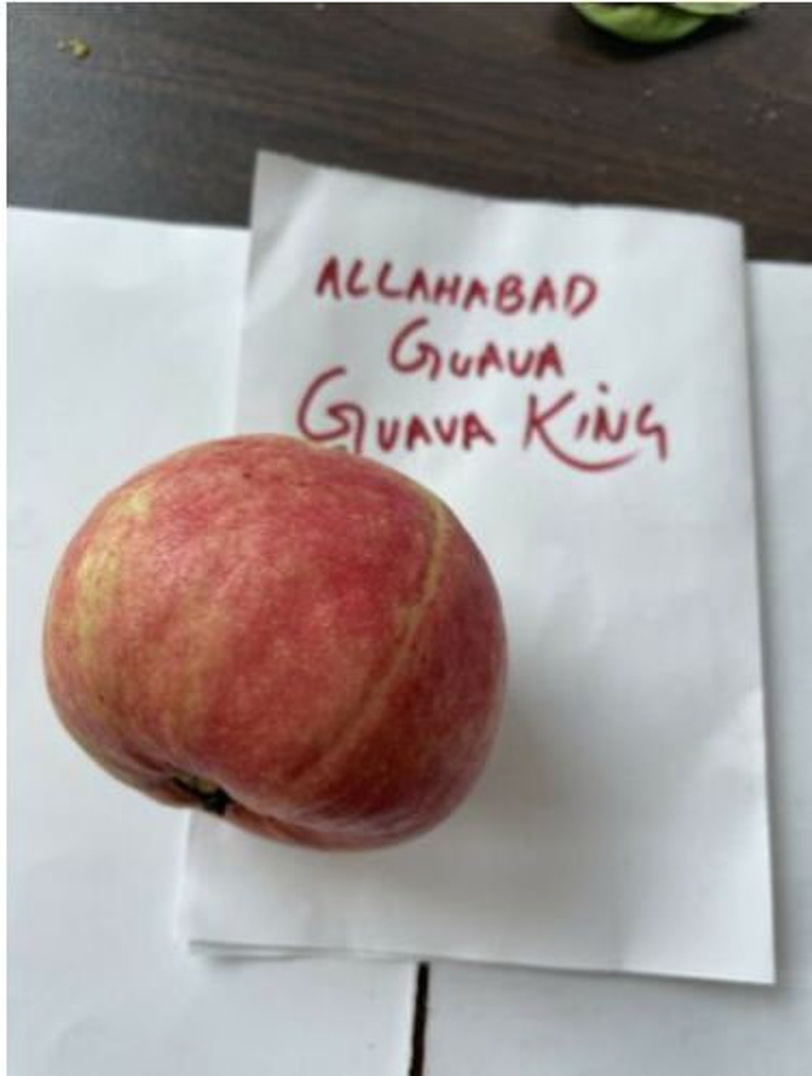 Allahabad Indian Red Guava Tree Extremely Sweet and Fragrant | Etsy