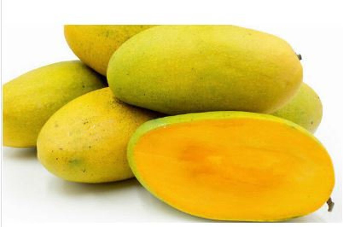 Pakistani Mango Dussehri Tree Grafted One of the Best Mango in the ...
