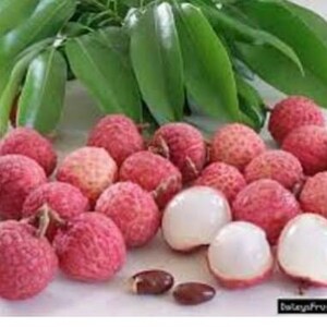 Indian Lychee Tree Air Layered One of the Best Lychee in the World ...