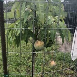 Grafted Venus Mango Tree, New Variety From Zill - Etsy