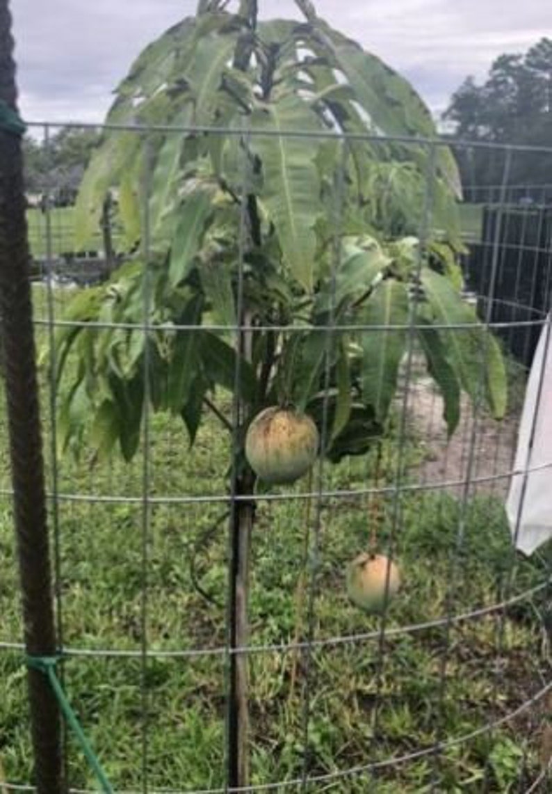 Grafted Venus Mango Tree New Variety From Zill - Etsy Hong Kong