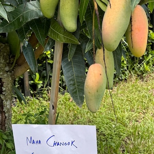 Maha Chanook Thailand Mango Tree Rare Variety, Grafted - Etsy