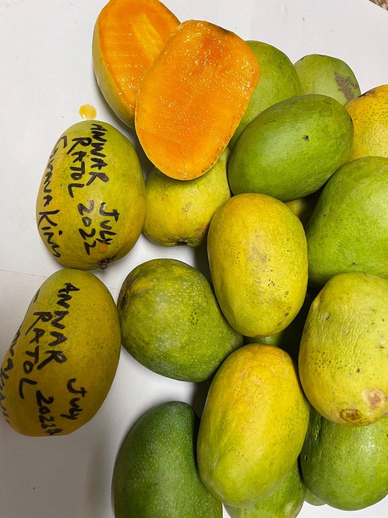 Indian Pakistani Mango Anwar Ratol Tree Grafted the Best Mango in the ...