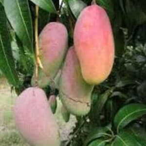 Valencia Pride Mango Tree Grafted - Etsy