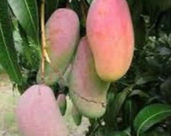 Valencia Pride Mango Tree - Grafted - Etsy