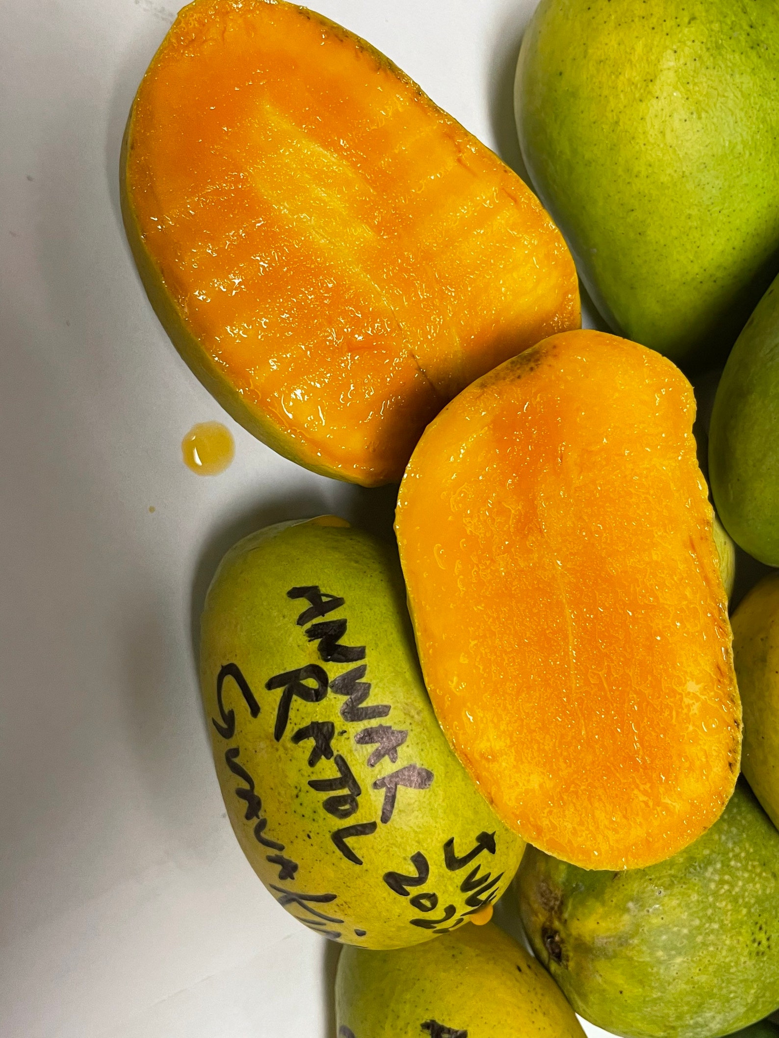 Indian Pakistani Mango Anwar Ratol Tree Grafted the Best Mango in the ...