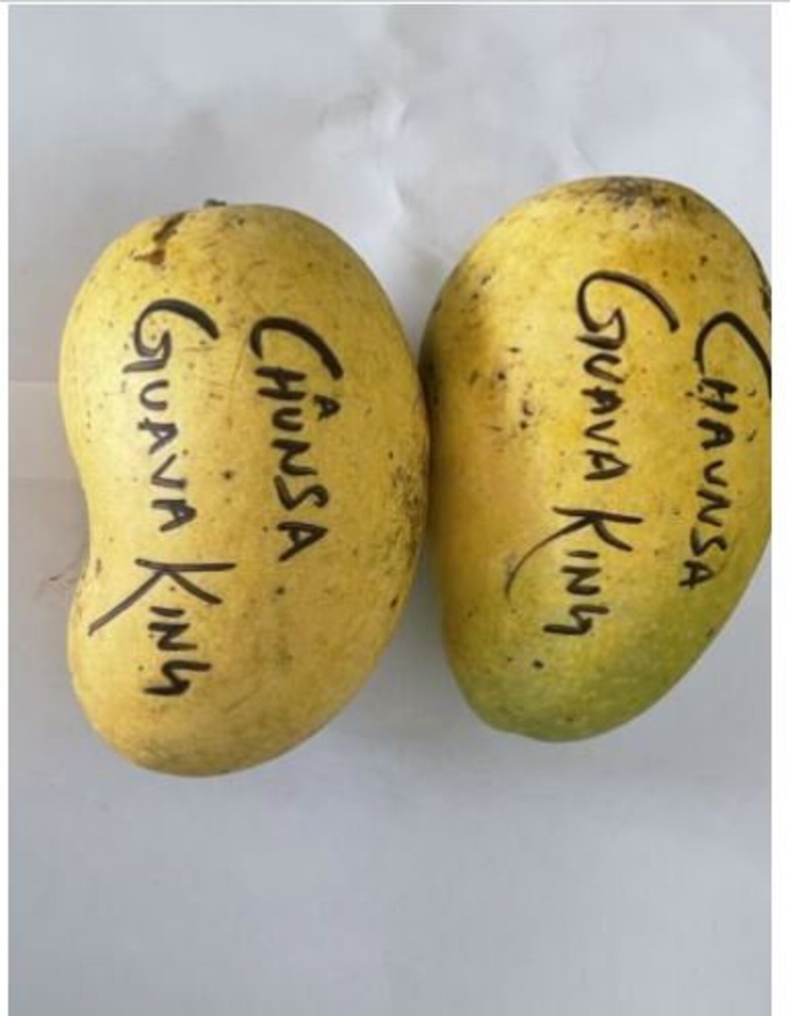 Indian Pakstani Mango Tree Chaunsa Mango Grafted the Best Mango in the ...