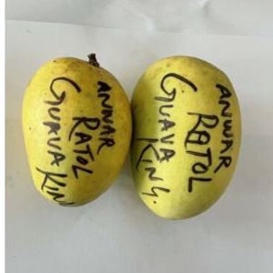 Indian Pakistani Mango Anwar Ratol Tree Grafted the Best Mango in the ...