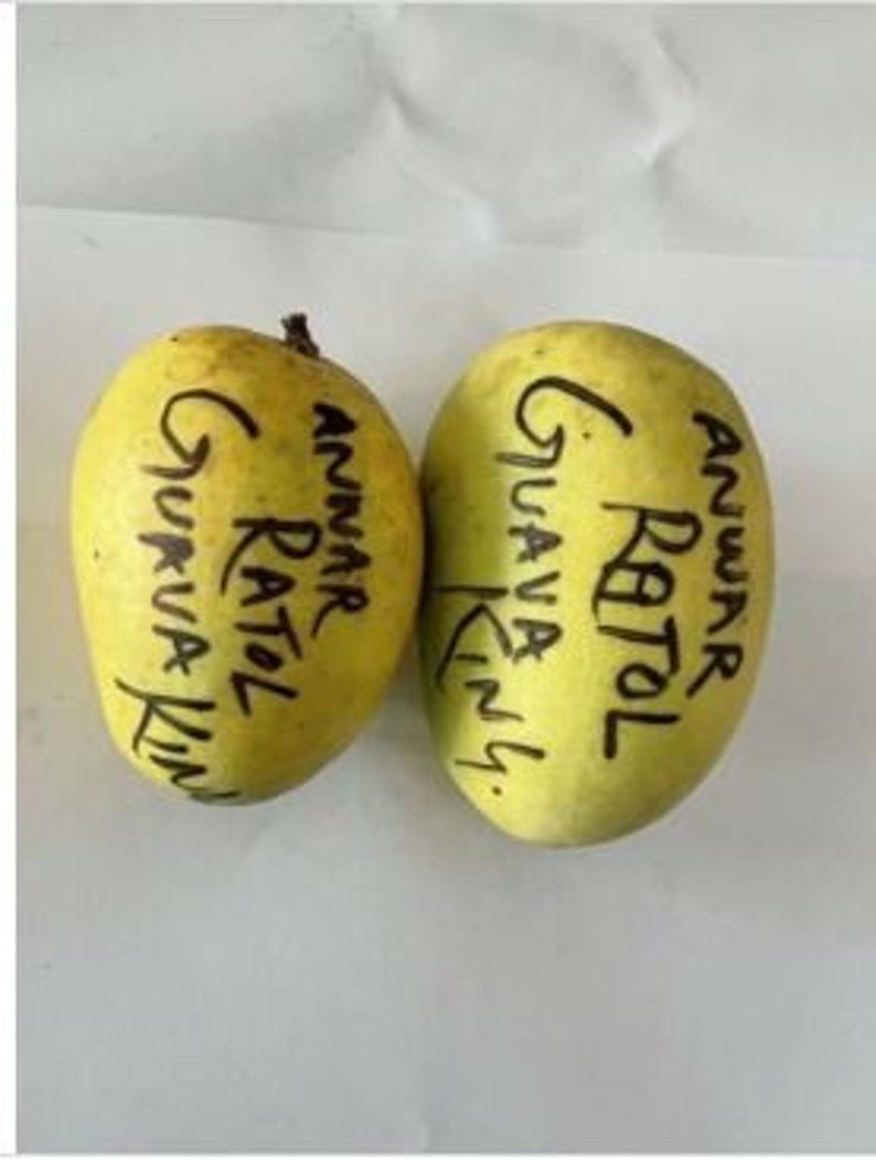 Indian Pakistani Mango Anwar Ratol Tree Grafted the Best Mango in the ...