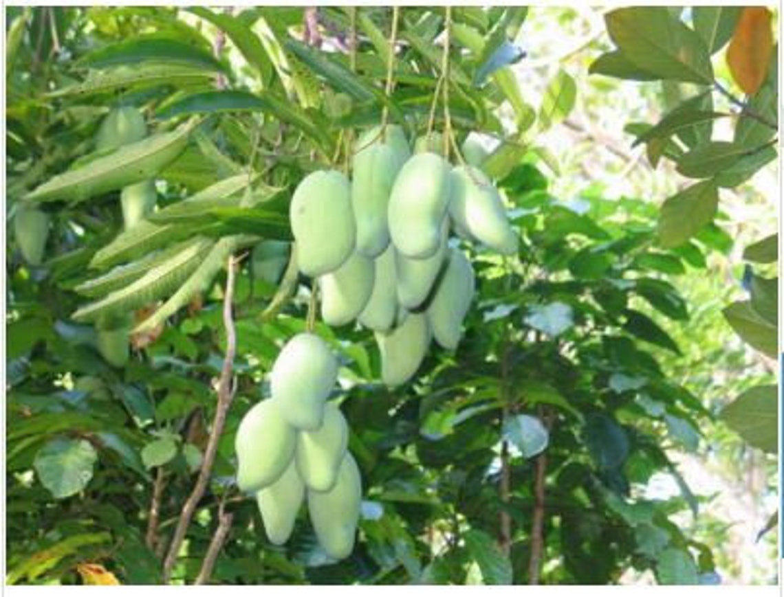 Indian Pakstani Mango Tree Sindhri Mango Grafted the Best Mango in the ...