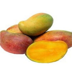 Valencia Pride Mango Tree Grafted - Etsy