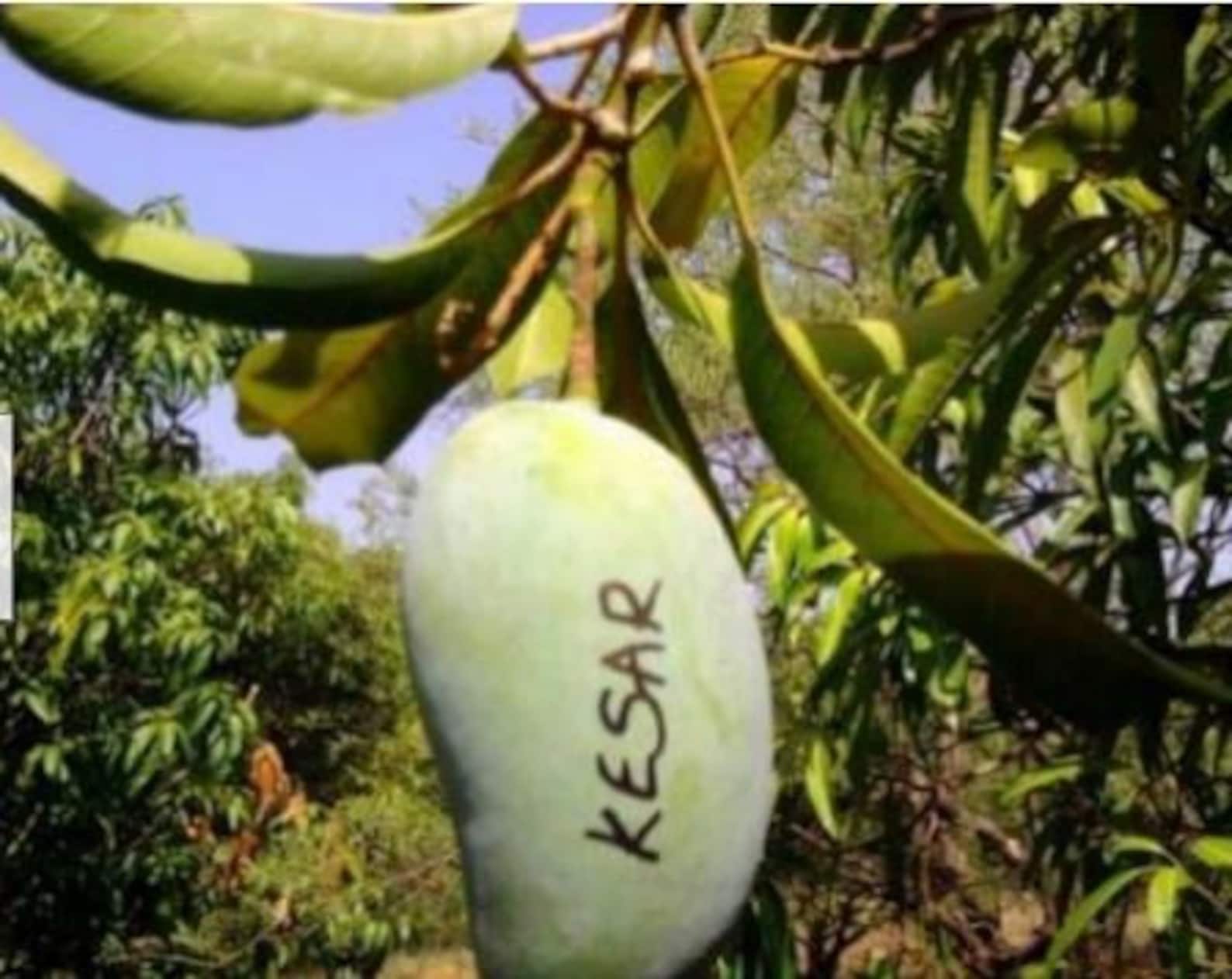 Indian Mango Kesar Tree Grafted One of the Best Mango in the World - Etsy