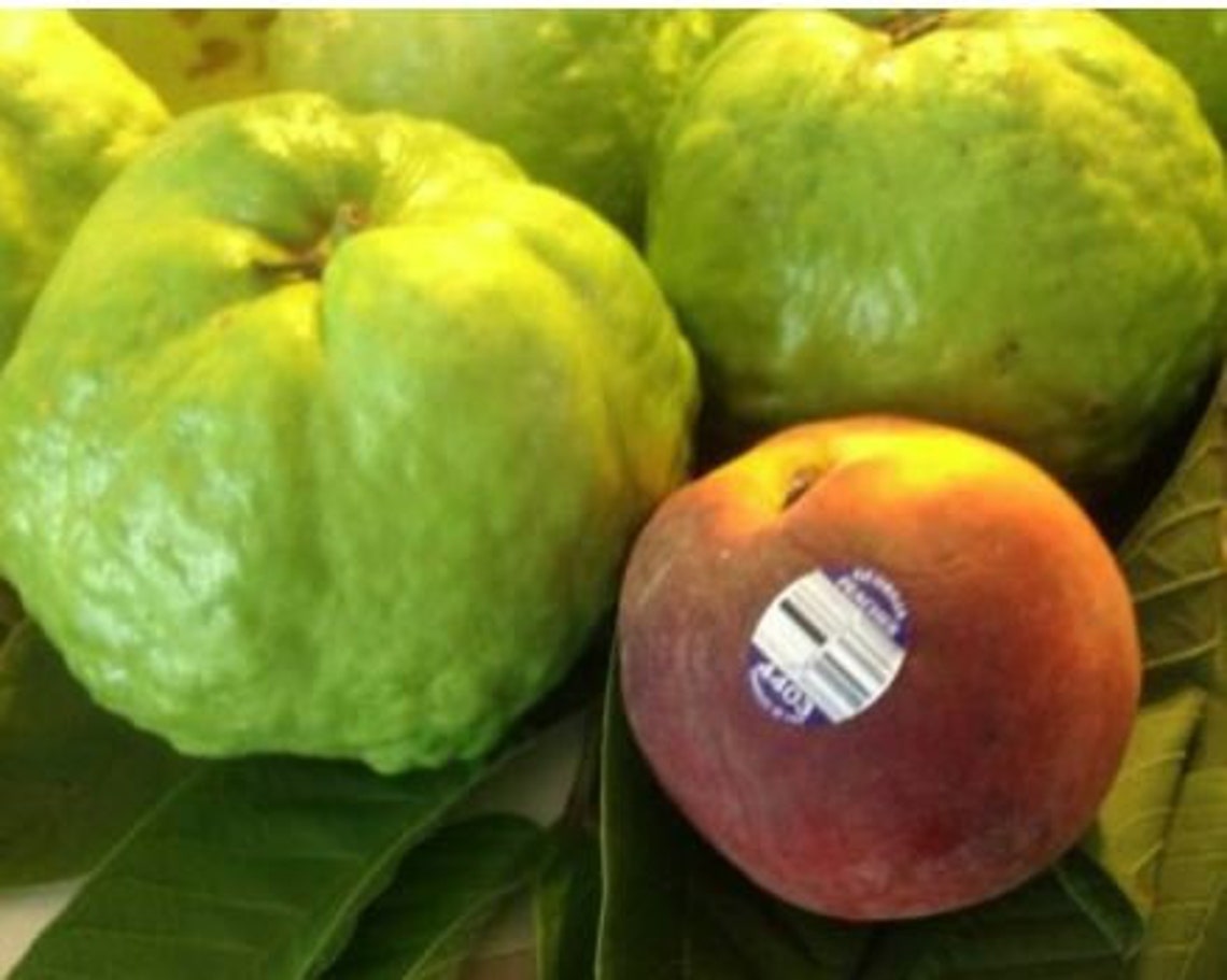 Giant Indian Sweet White Guava Tree Extremely Rare Fruit - Etsy