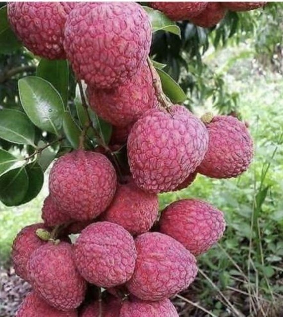 Indian Lychee Tree Air Layered One of the Best Lychee in the | Etsy