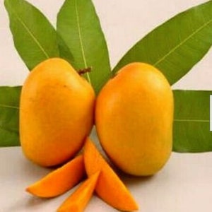 Indian Mango Kesar Tree Grafted One of the Best Mango in the World - Etsy