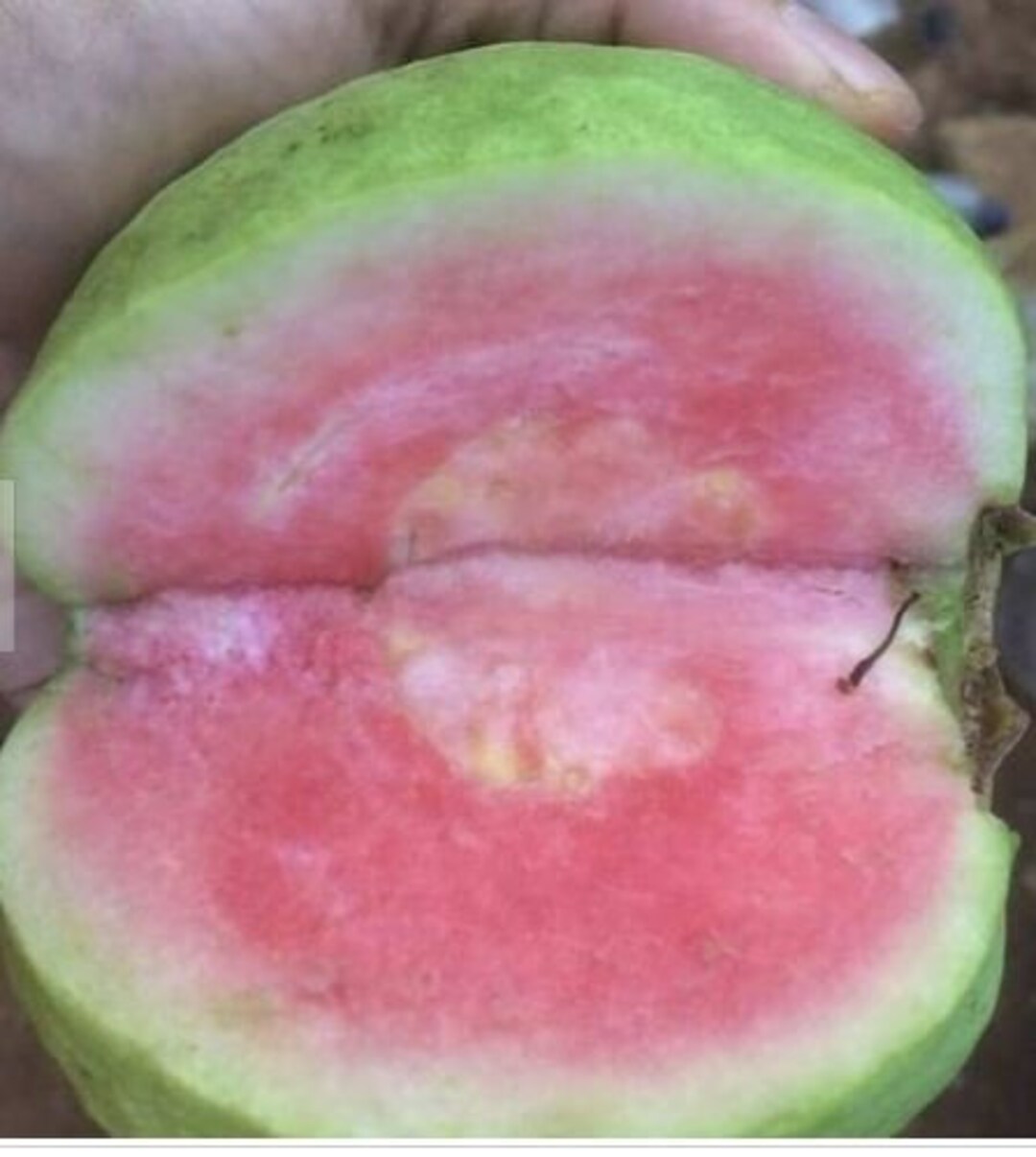 New Variety Crunchy Pink or Watermelon Guava Very Sweet - Etsy