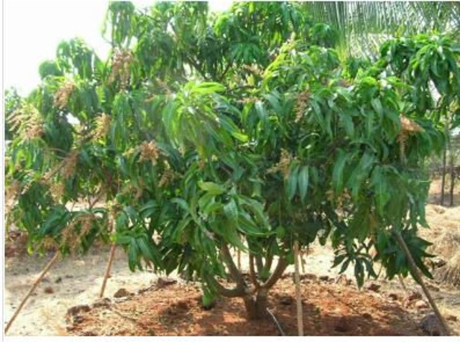 Pakistani Mango Dussehri Tree Grafted One of the Best Mango in the ...