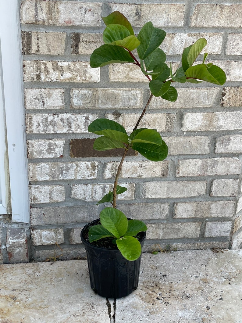 Red Diamond Red Crystal Seedless Guava Crisp Extremely Rare - Etsy
