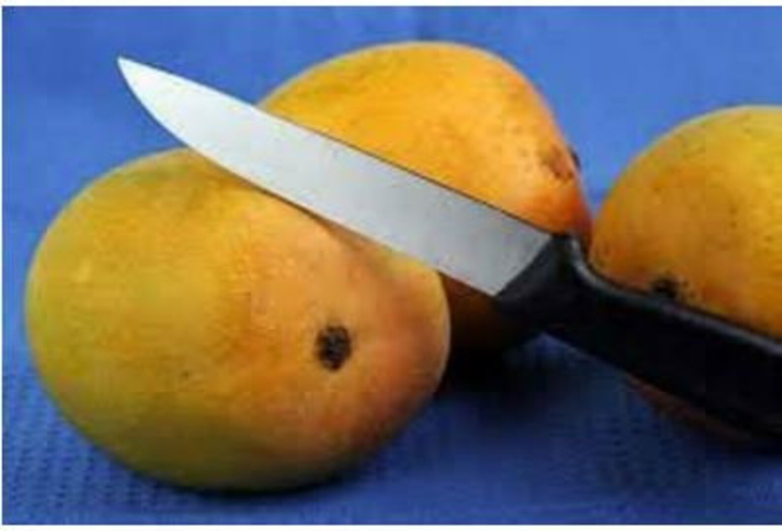 Indian Pakistani Mango Alphonso Tree Grafted One of the Best Mango in ...