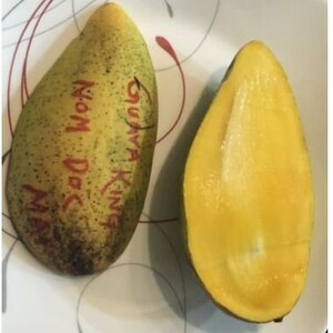 Grafted Thailand Mango Num Doc Mai Tree - Etsy