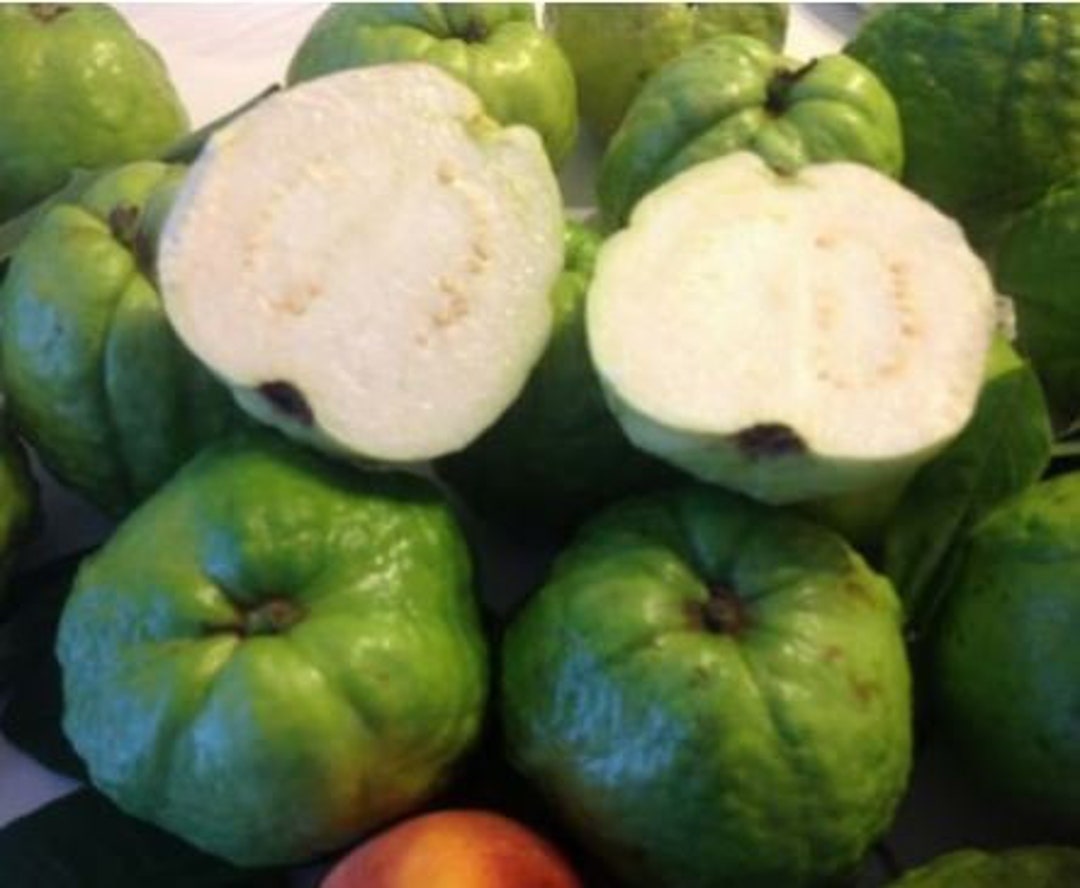 Giant Indian Sweet White Guava Tree Extremely Rare Fruit Weighs 2 ...