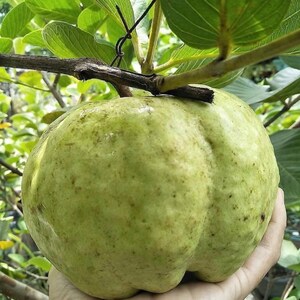 White Crystal Seedless Guava Crisp Extremely Rare Super Sweet - Etsy