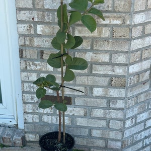 Red Diamond Red Crystal Seedless Guava Crisp Extremely Rare Super Sweet ...