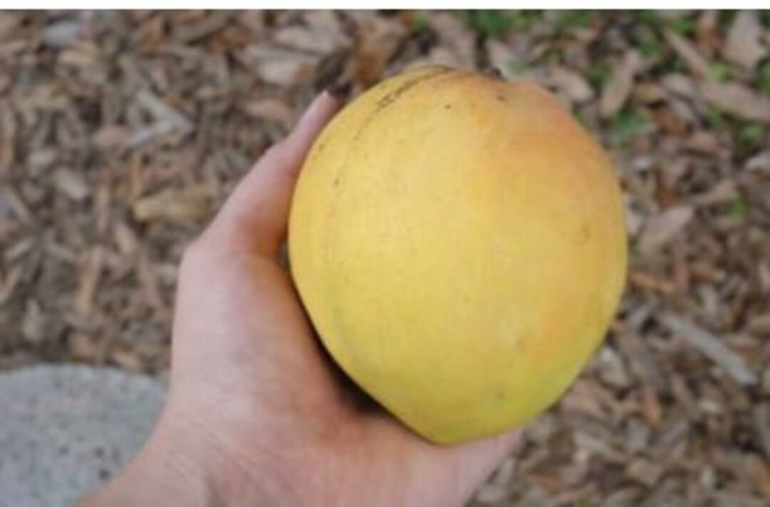Grafted Venus Mango Tree, New Variety From Zill - Etsy