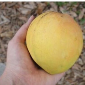 Grafted Venus Mango Tree, New Variety From Zill - Etsy