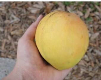 New Variety Super Alphanso Mango Tree Grafted One of the Best Mango in ...