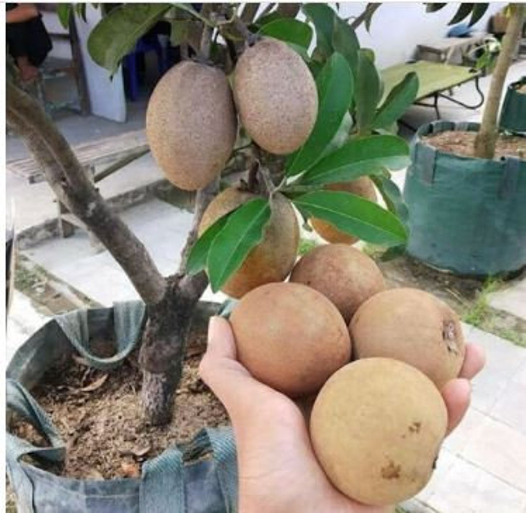 Round Indian Chiku or Sapodilla Tree, Grafted, Best Sapodellia in the ...