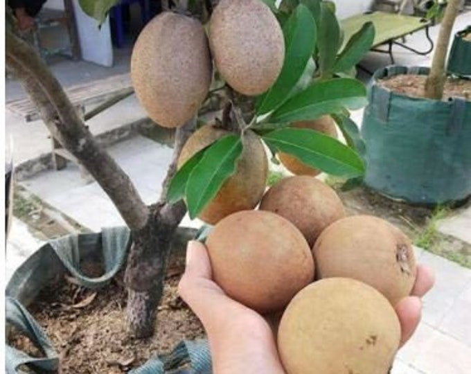 Round Indian Chiku or Sapodilla Tree, Grafted, Best Sapodellia in the ...