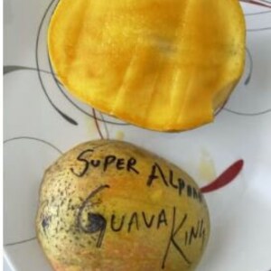 New Variety Super Alphanso Mango Tree Grafted One of the Best Mango in ...