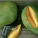 Indian Mango Alampur Banishan Mango Tree Grafted - Etsy