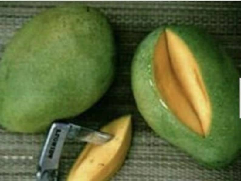 Indian Mango Alampur Banishan Mango Tree Grafted - Etsy