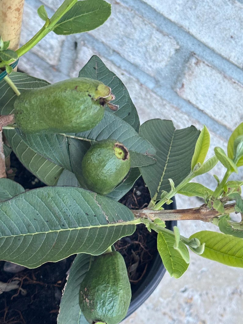 New Dwarf Variety Giant Indian Pink Guava Tree With Fruit on It - Etsy