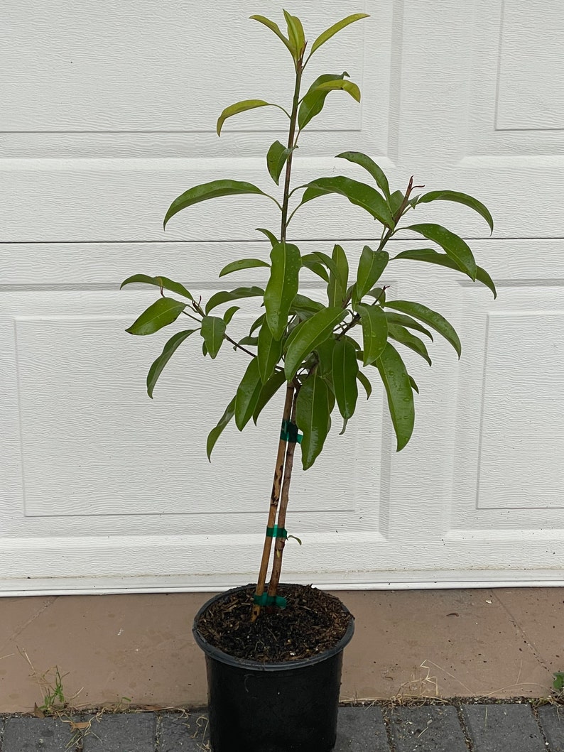 Round Indian Chiku or Sapodilla Tree Grafted Best Sapodellia - Etsy