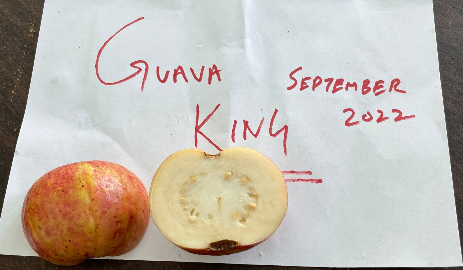 Allahabad Indian Red Guava Tree Extremely Sweet and Fragrant - Etsy