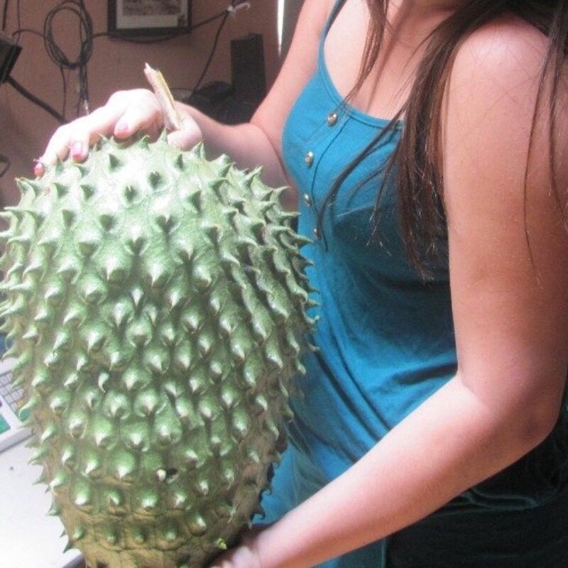 Soursop Fruit - Etsy