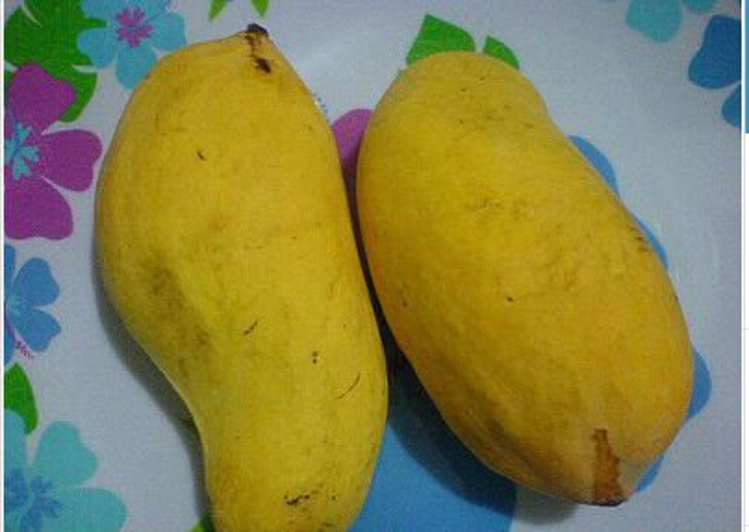 Indian Pakstani Mango Tree Sindhri Mango Grafted the Best Mango in the ...