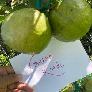 White Crystal Seedless Guava Crisp Extremely Rare Super Sweet - Etsy