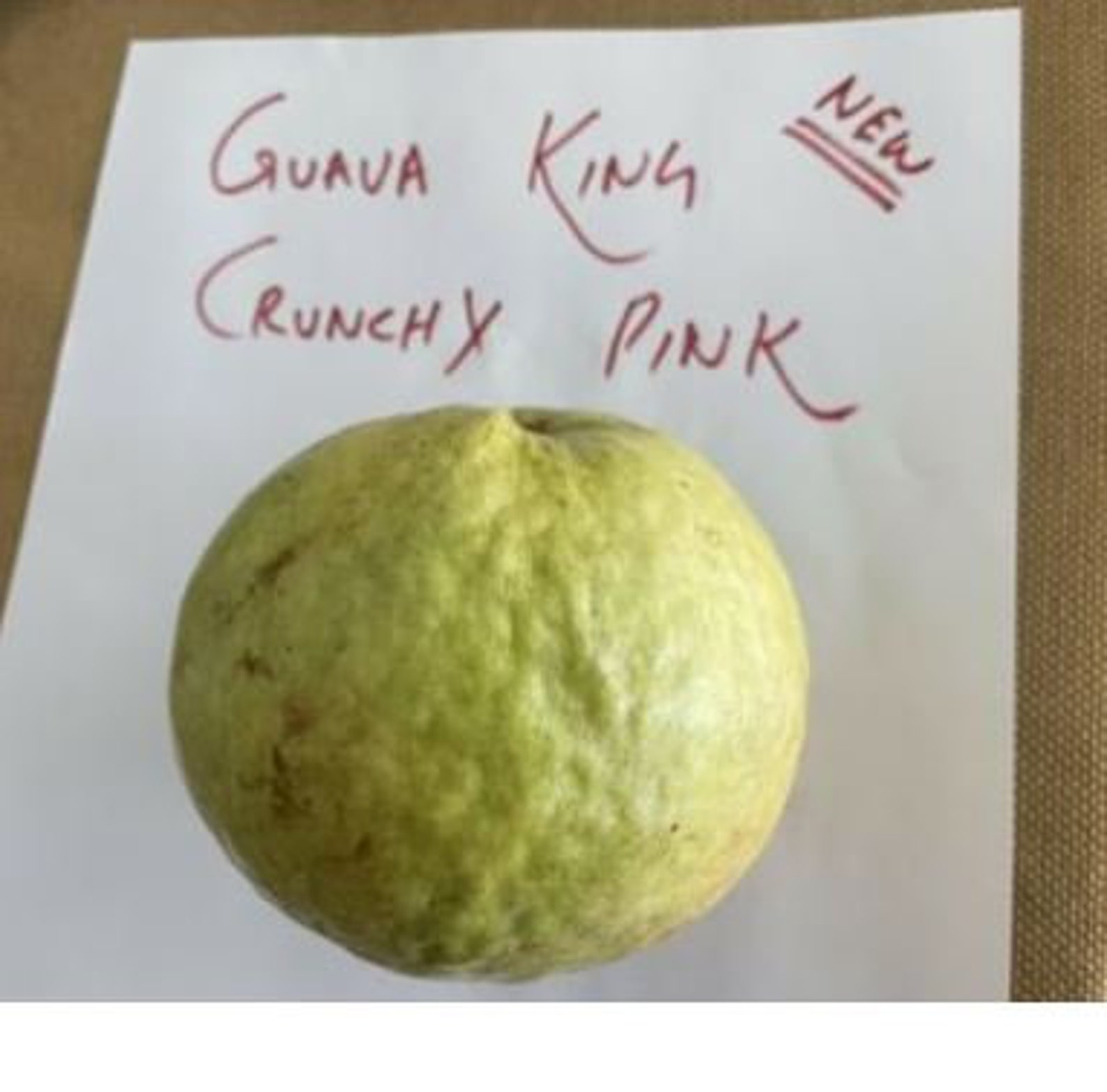 New Variety Crunchy Pink or Watermelon Guava Very Sweet | Etsy