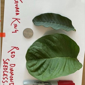 Red Diamond Red Crystal Seedless Guava Crisp Extremely Rare - Etsy